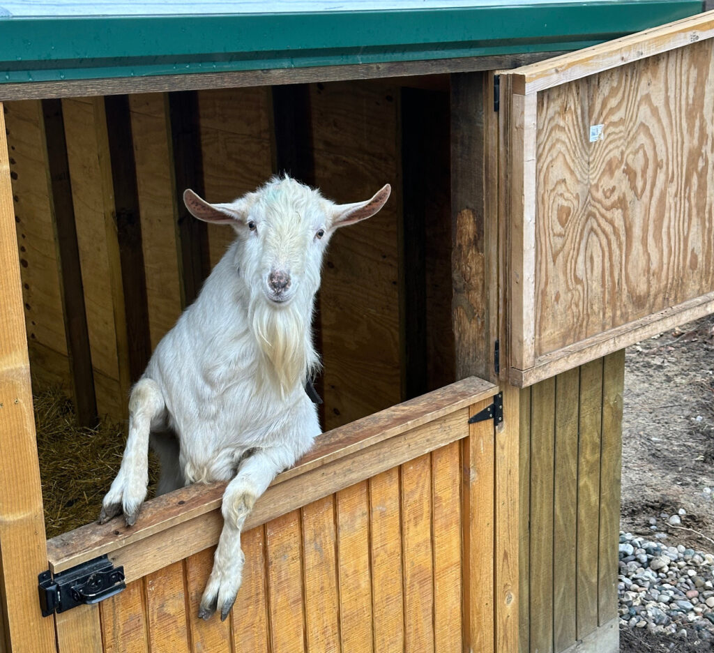 Goat Supplies - Goat Journal